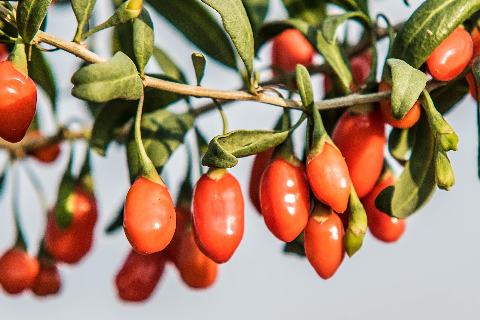 Le bacche di Goji | Il Blog di Buta Stupa